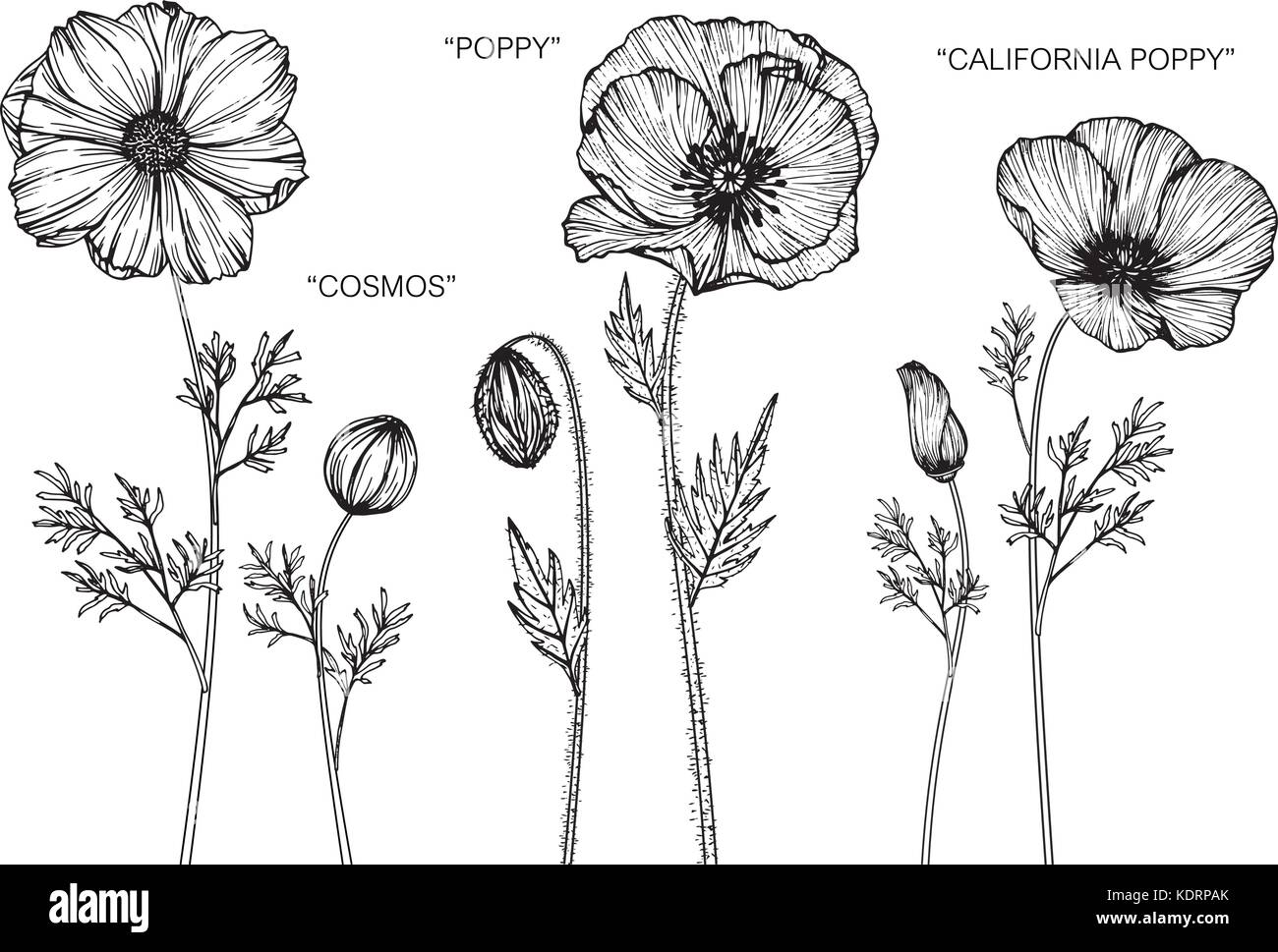 Cosmos, Mohn, Kalifornischer Mohn Blume zeichnen Abbildung. Schwarz und ...
