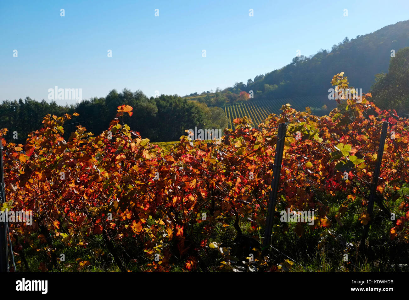 Neustadt weinstrasse -Fotos und -Bildmaterial in hoher Auflösung – Alamy