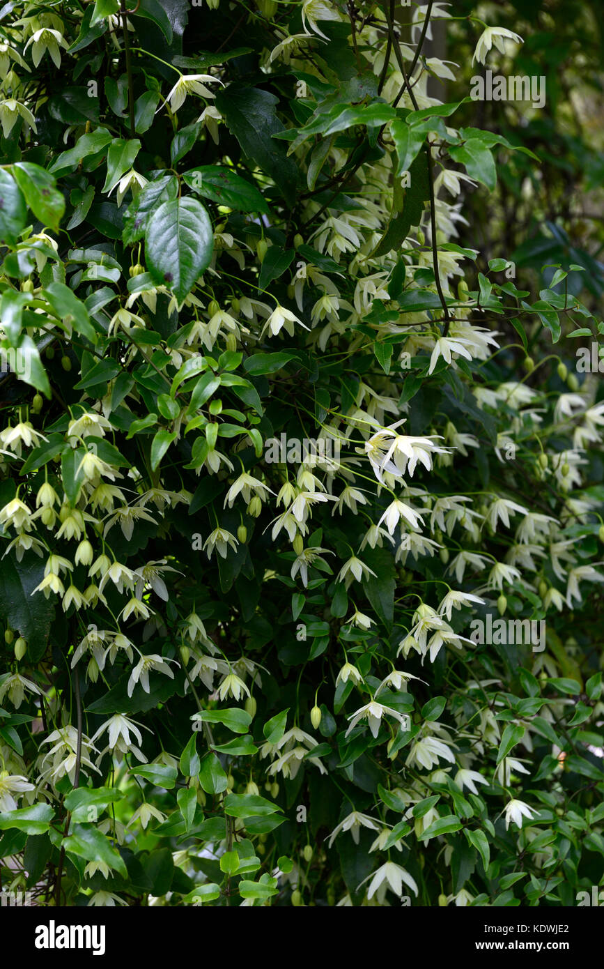 Clematis armandii Snowdrift, Evergreen, Bergsteiger, Kletterer, Winter ...
