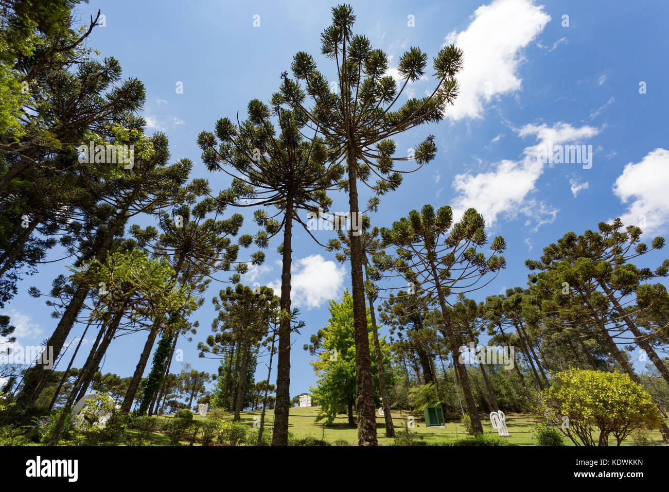 Museu felicia leirner und auditorio claudio santoro -Fotos und ...