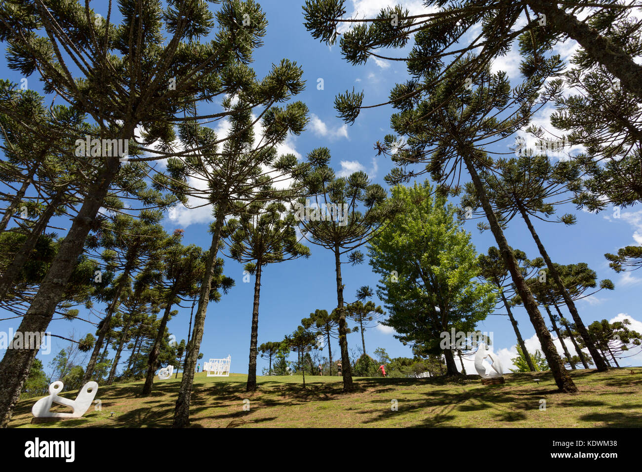 Museu felicia leirner und auditorio claudio santoro -Fotos und ...