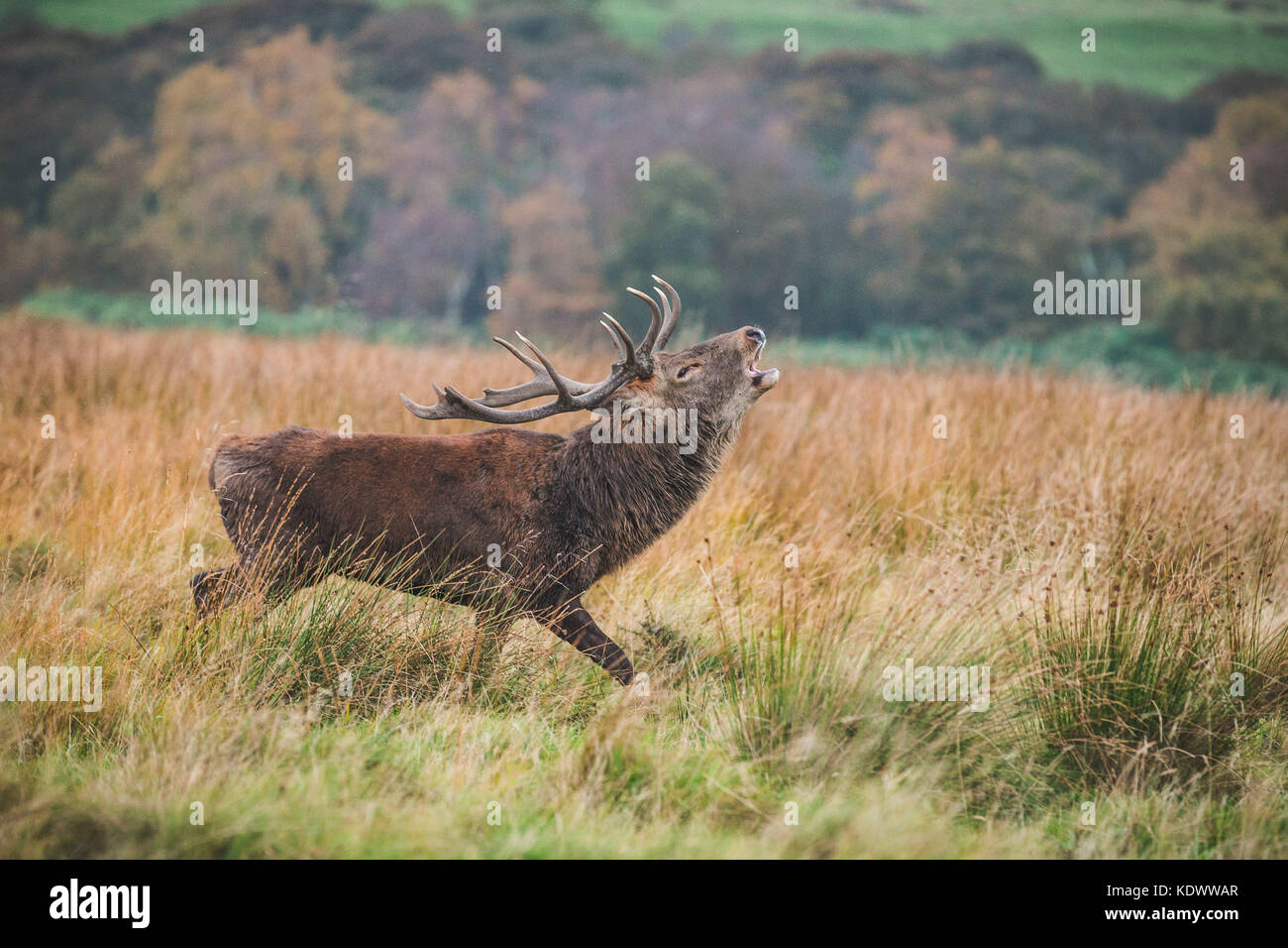 Ein Rotwild Hirsch steht auf Moorland im Peak District Stockfotografie ...