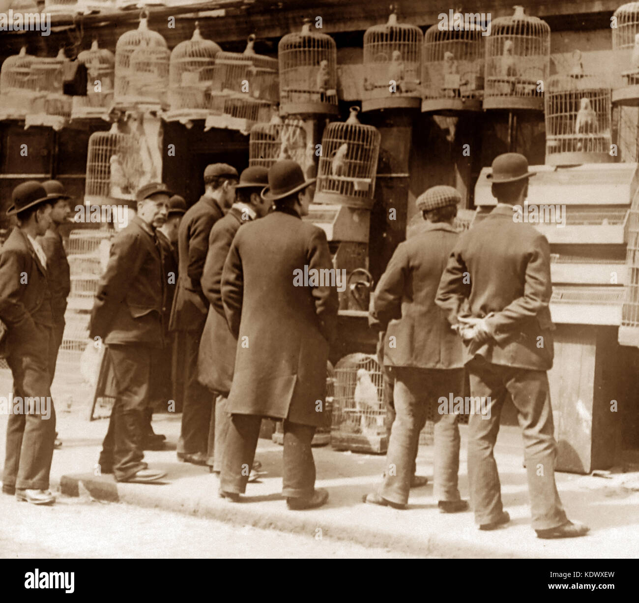 Victorian bird -Fotos und -Bildmaterial in hoher Auflösung – Alamy