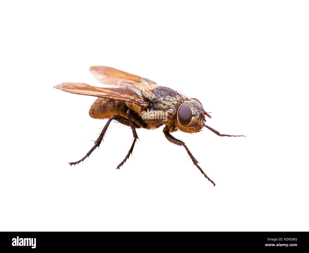 Fliege freigestellt insekt -Fotos und -Bildmaterial in hoher Auflösung ...