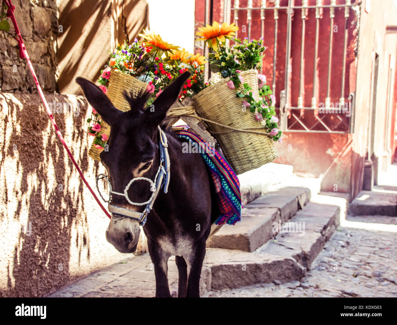 Lustiger esel -Fotos und -Bildmaterial in hoher Auflösung – Alamy