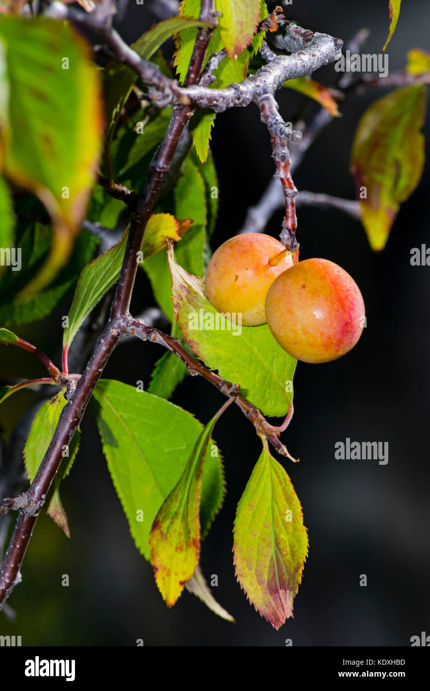 Wilde gelbe pflaume -Fotos und -Bildmaterial in hoher Auflösung – Alamy