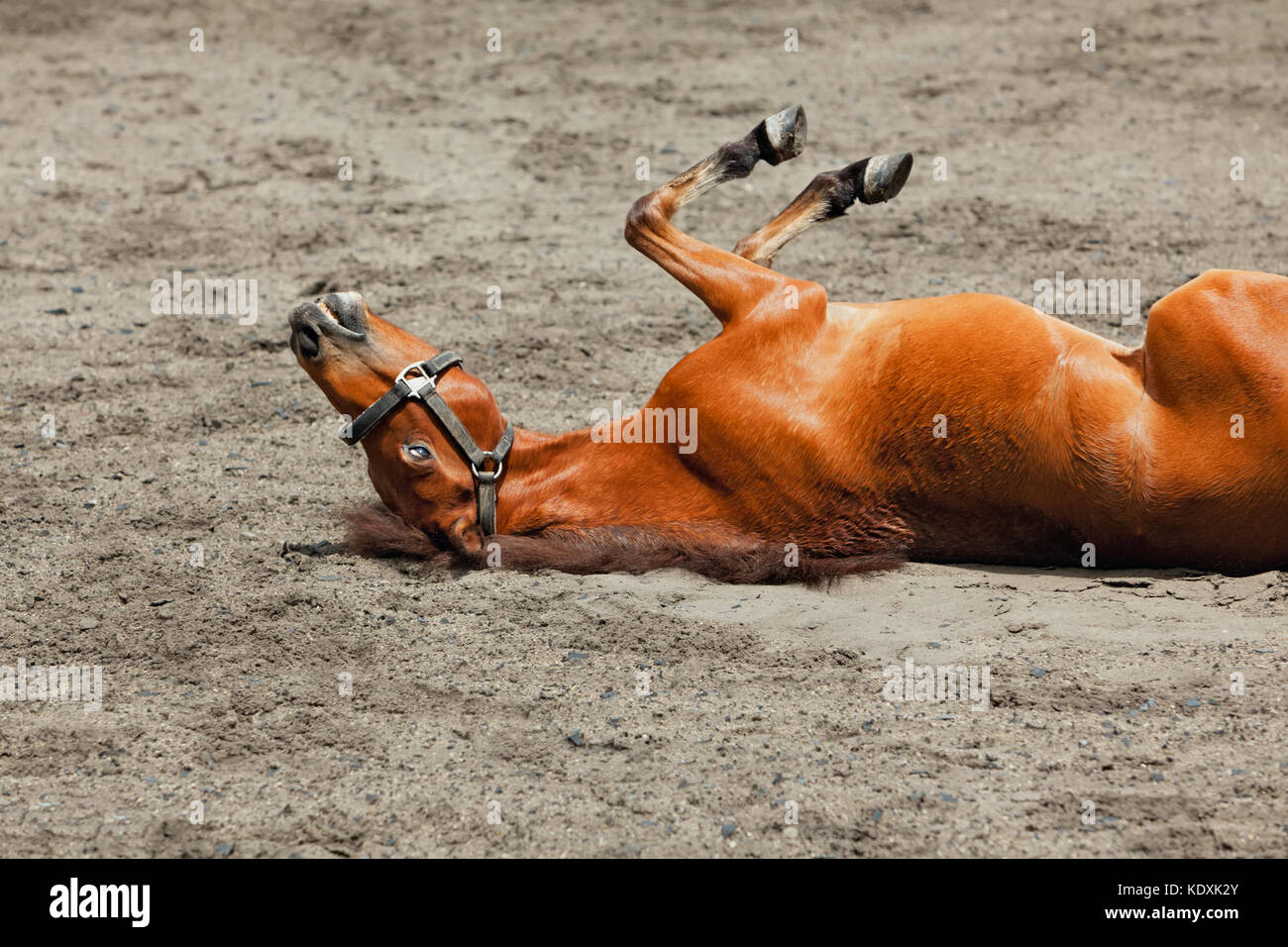 Auf dem kopf stehendes pferd -Fotos und -Bildmaterial in hoher ...