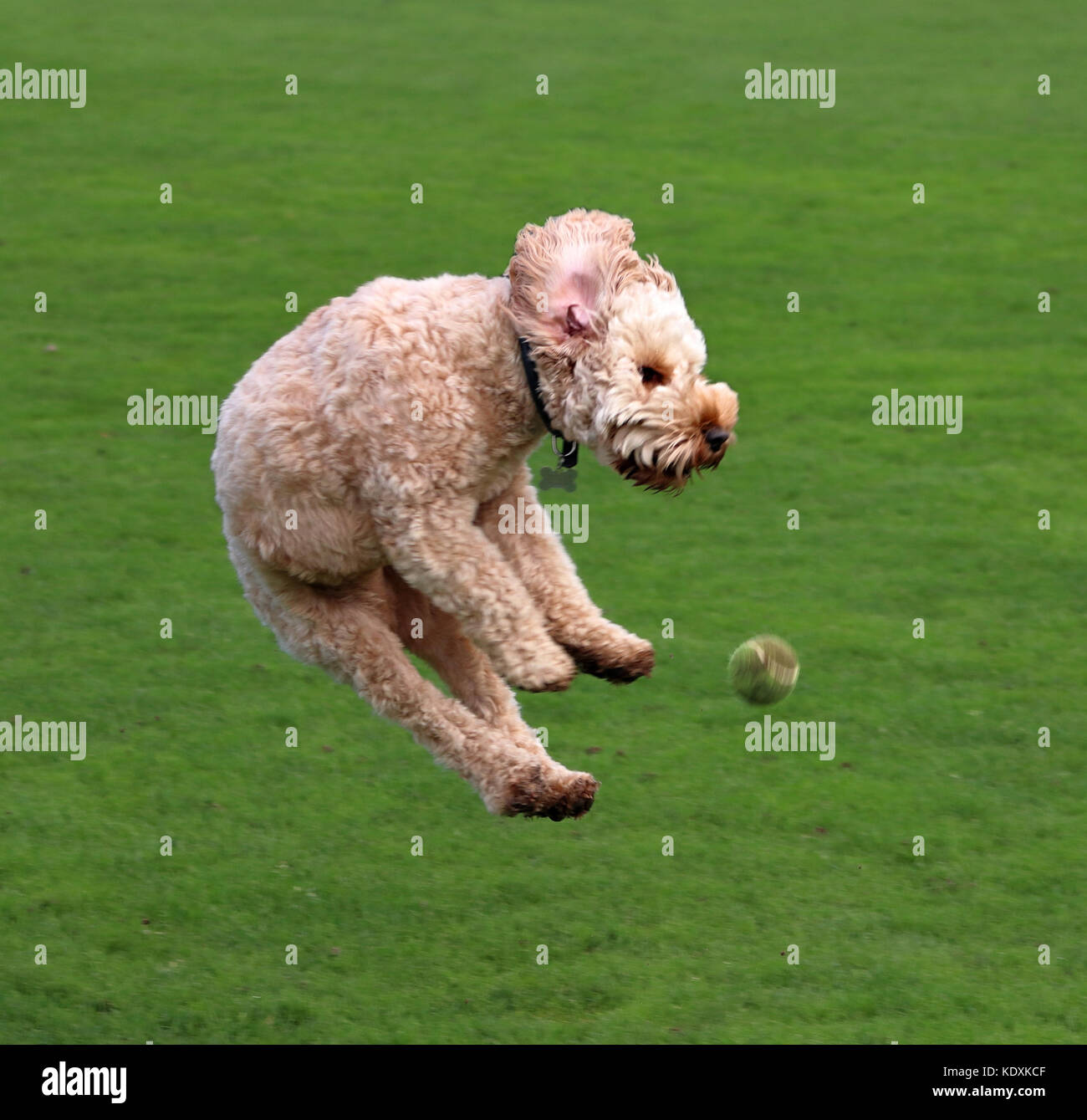 Cockapoo Hund in der Luft Stockfotografie - Alamy