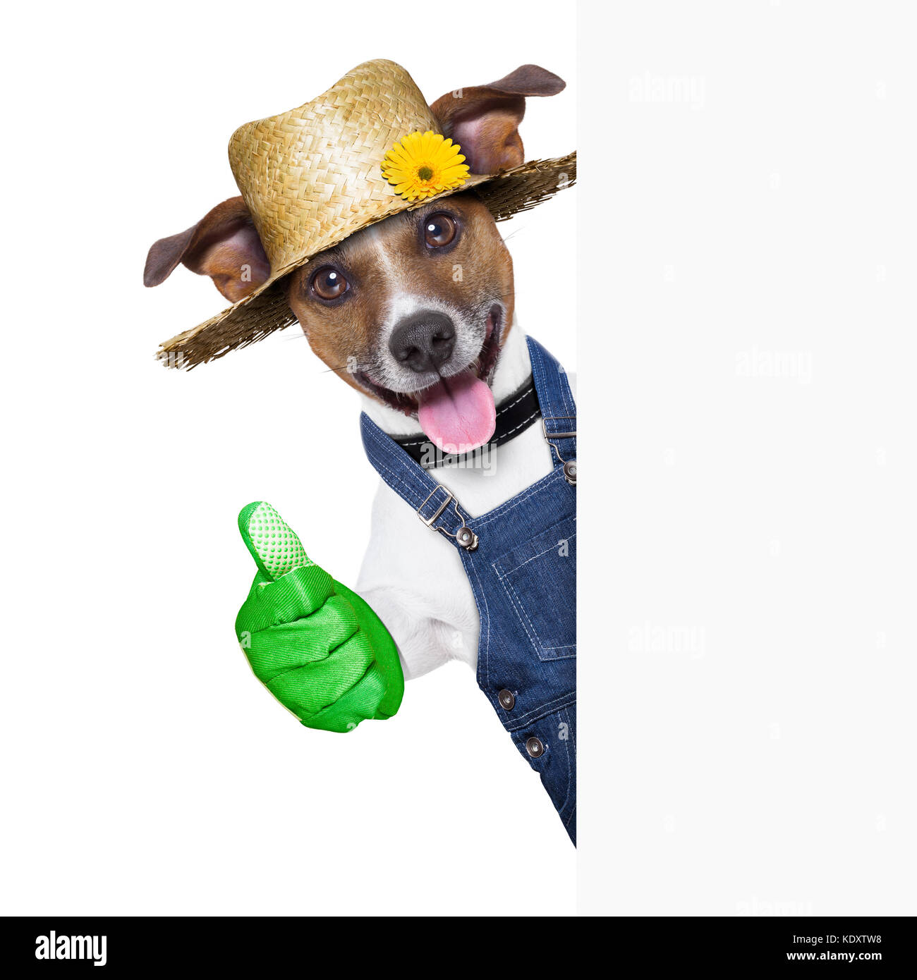 Okay hund -Fotos und -Bildmaterial in hoher Auflösung – Alamy