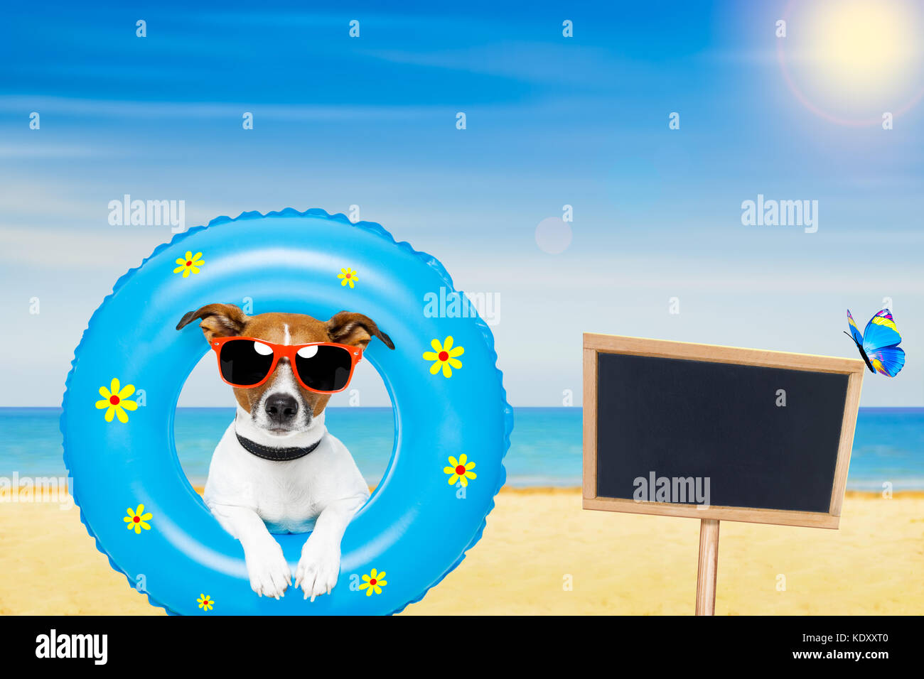 Jack Russell Hund entspannen auf Luftmatratze, mit Sonnenbrille auf ...