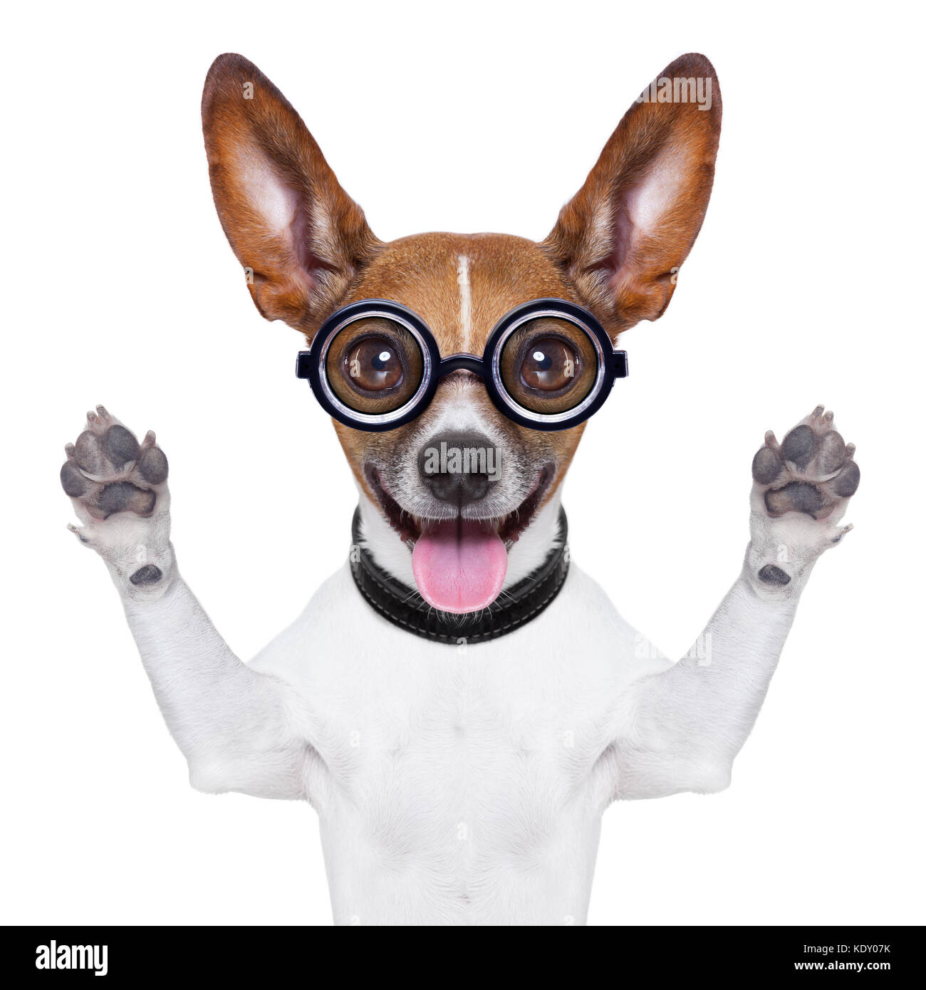 Crazy dumme Hund mit lustigen Brillen zeigen Zunge Stockfotografie - Alamy