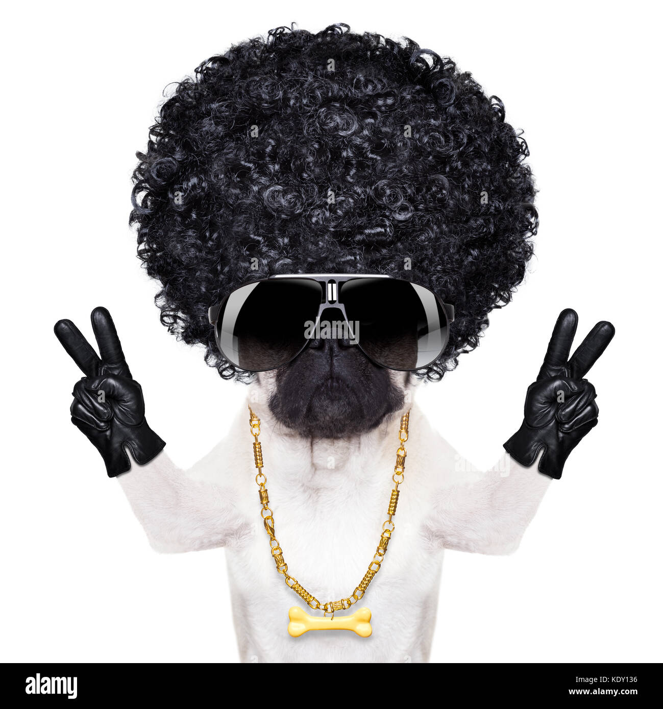 Coole gangster Mops Hund mit Frieden oder Sieg Finger schauen sehr cool ...