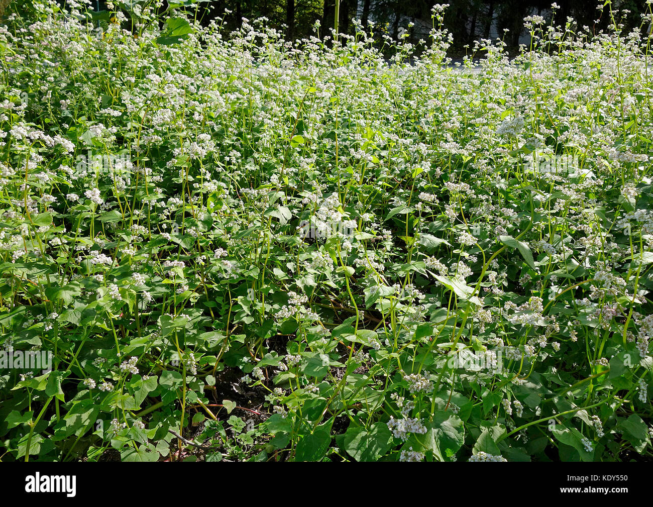 Silverhull buchweizen -Fotos und -Bildmaterial in hoher Auflösung – Alamy