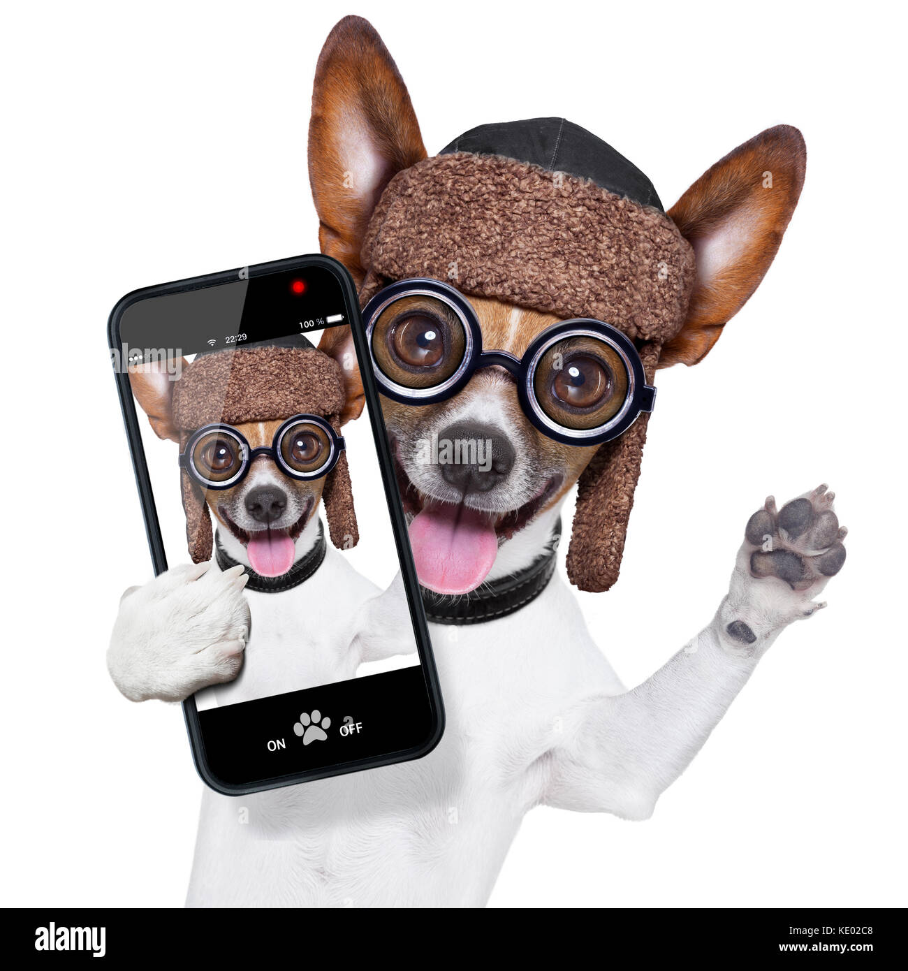 Crazy dumme Hund mit lustigen Brillen zeigen Zunge unter selfie ...