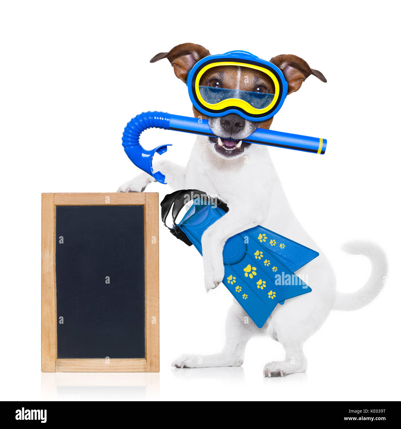 Schnorcheln Tauchen Jack Russell Hund mit Maske und Flossen, die leere ...