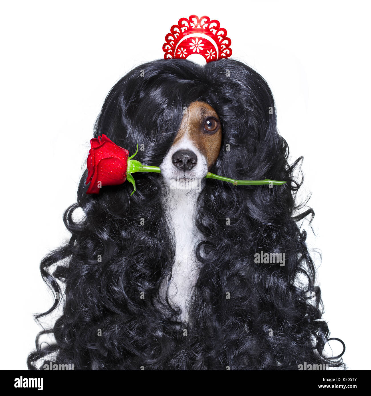 Jack Russell Hund für Valentines Tag in der Liebe mit Rose im Haar und ...