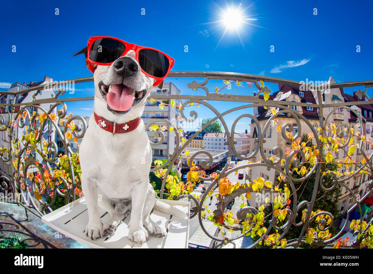 Dumm, dumm, verrückt Jack Russell Hund Portrait in Nahaufnahme fisheye ...