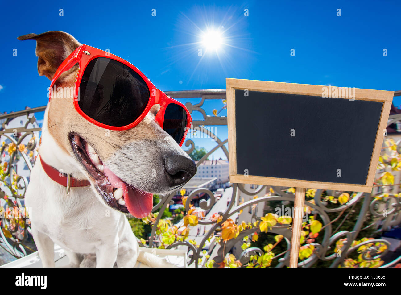 Dumm, dumm, verrückt Jack Russell Hund Portrait in Nahaufnahme fisheye ...