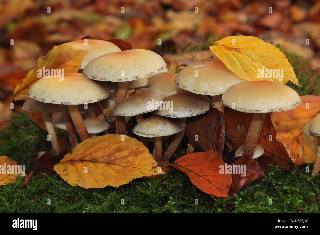 Wald champignon -Fotos und -Bildmaterial in hoher Auflösung – Alamy