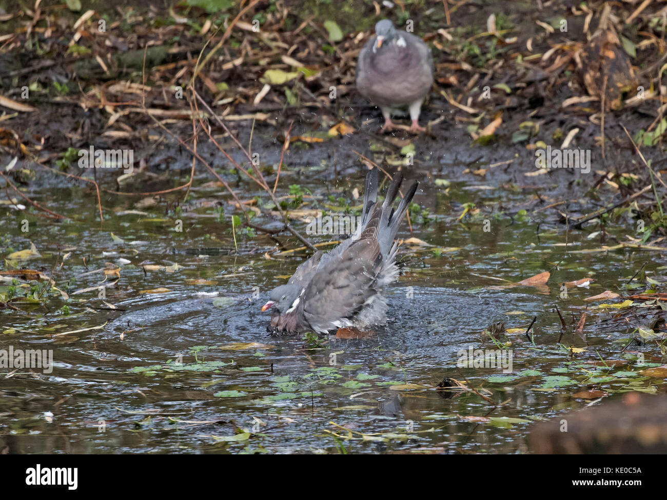 Ringeltaube Columba palumbus Baden in Woodland Glade Stockfotografie ...
