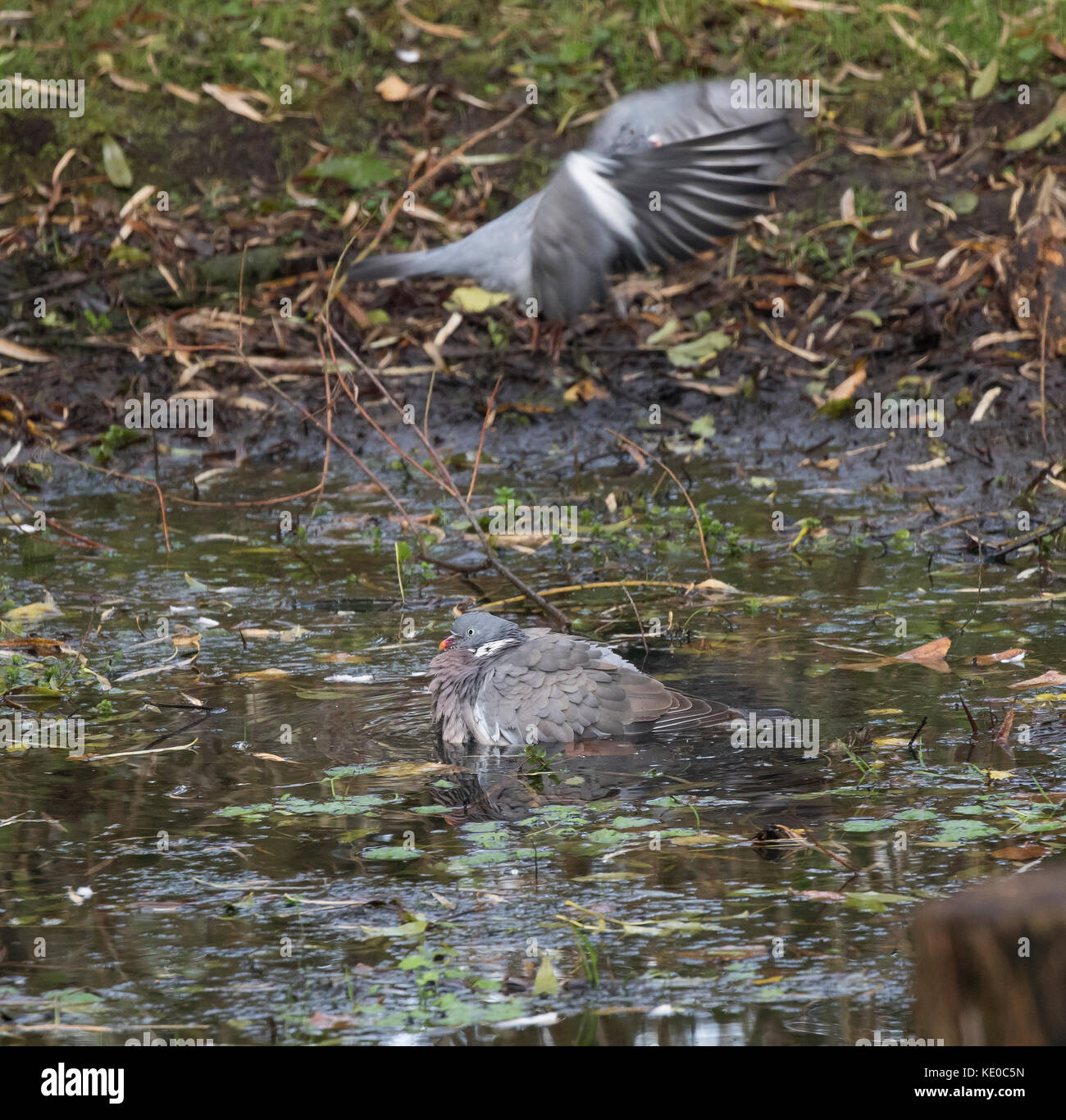 Ringeltaube Columba palumbus Baden in Woodland Glade Stockfotografie ...