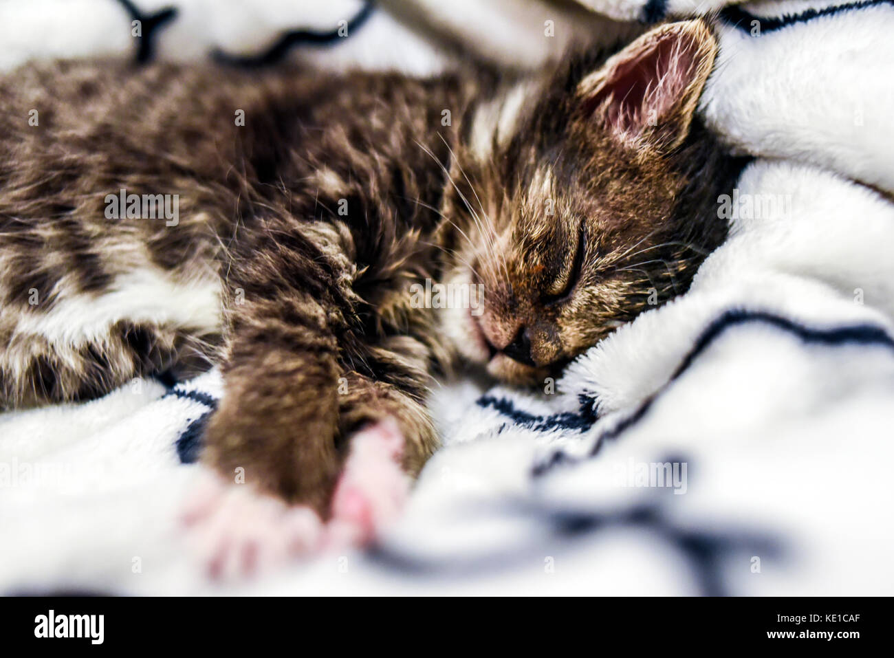 Beste Babykatze Stockfotos und -bilder Kaufen - Alamy