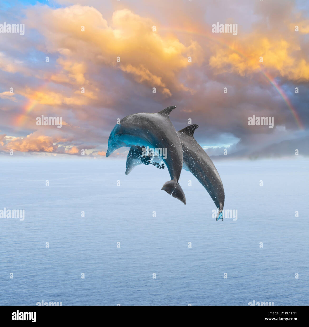 Wilde delfine hawaii -Fotos und -Bildmaterial in hoher Auflösung ...