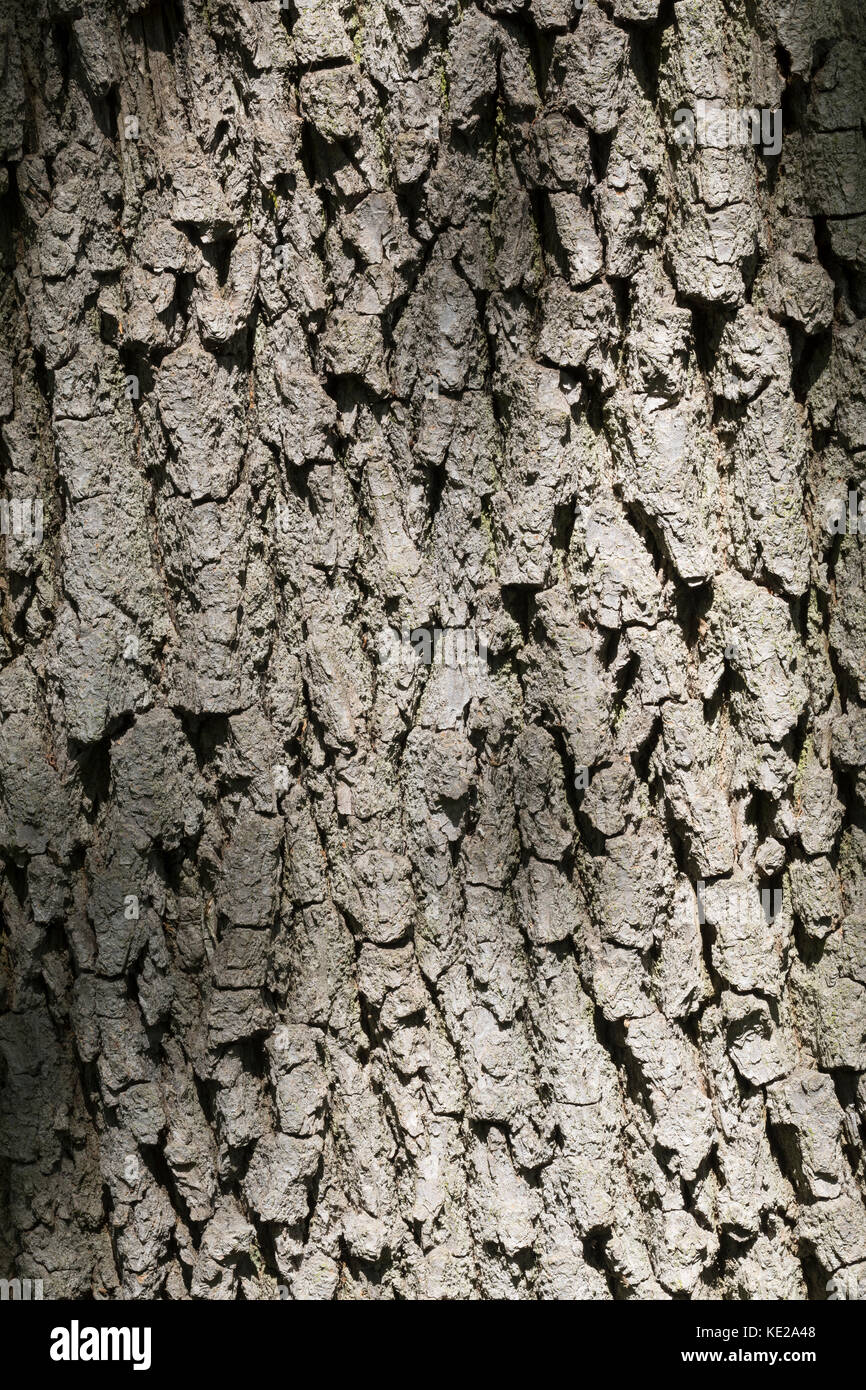 Stiel-Eiche, Rinde, Borke, Stamm, Baumstamm, Eichen, Stieleiche, Eiche ...