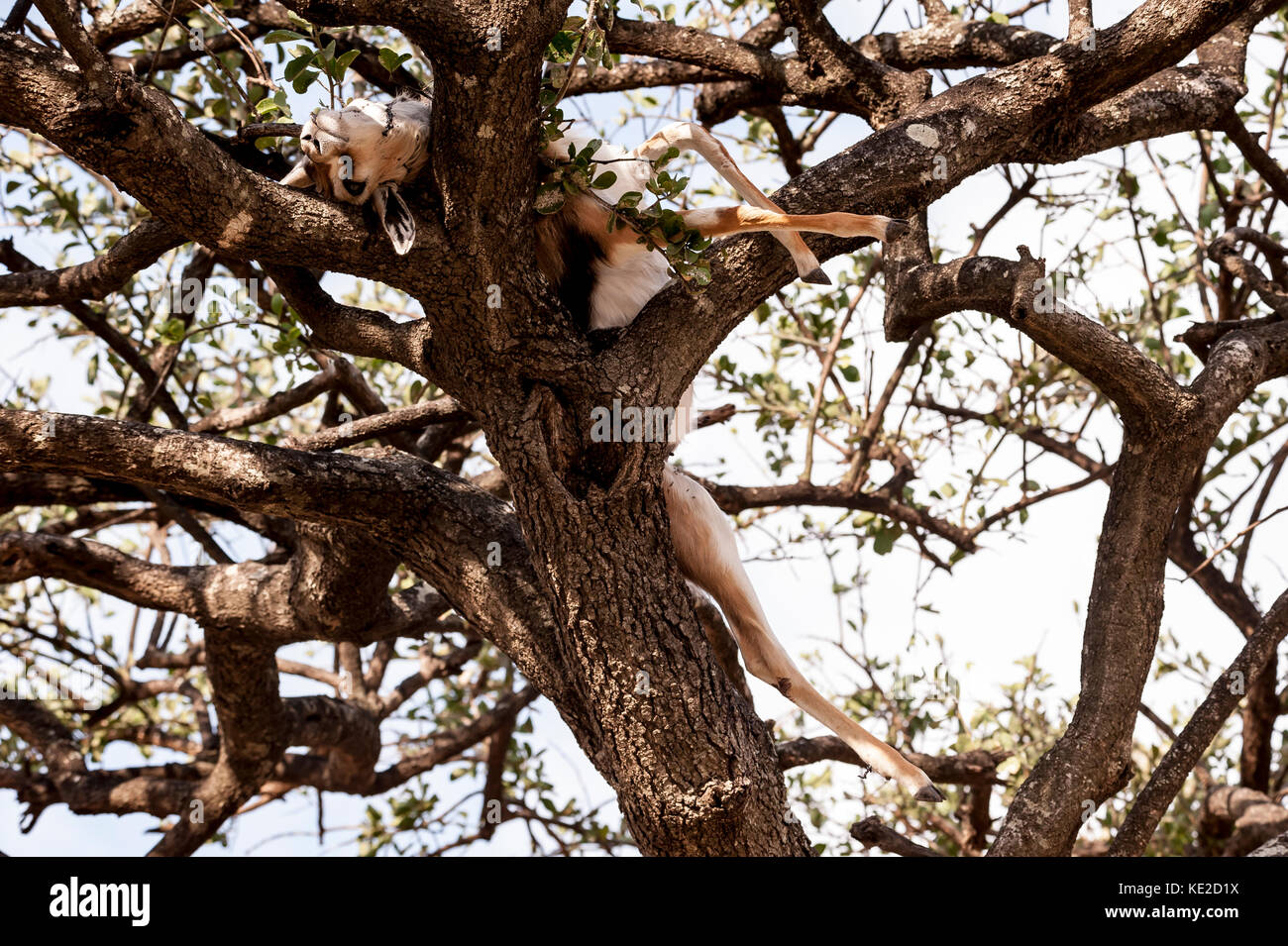 Leopard beute im baum -Fotos und -Bildmaterial in hoher Auflösung – Alamy