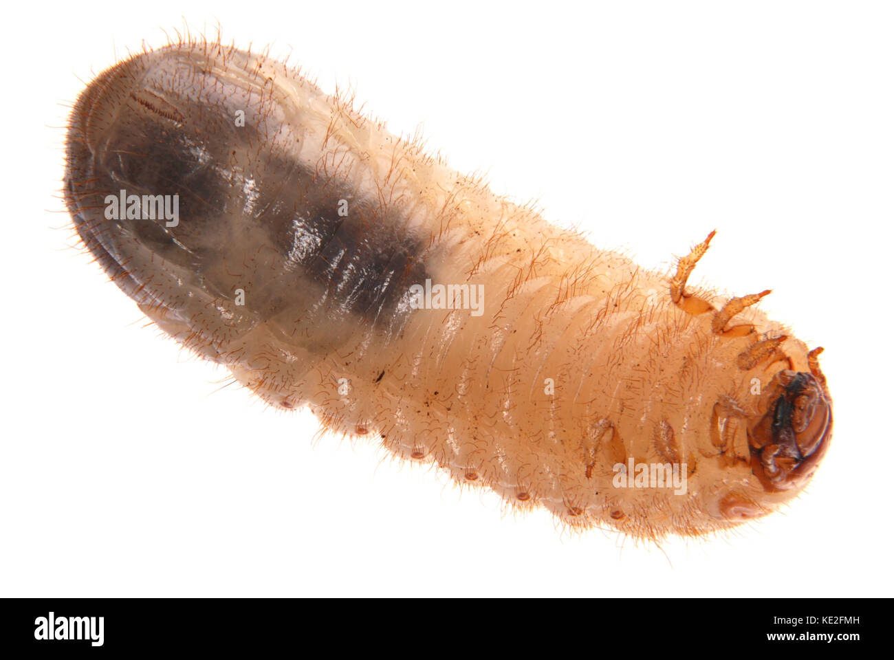 Larven der Maikäfer. Mai - Käfer Larven isoliert auf Weiss ...
