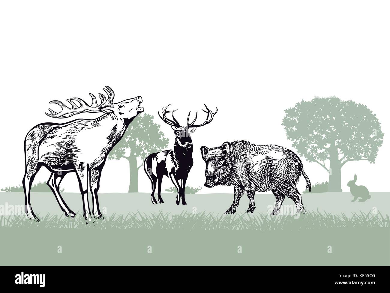 Illustration Of Wild Boar Stockfotos und -bilder Kaufen - Alamy