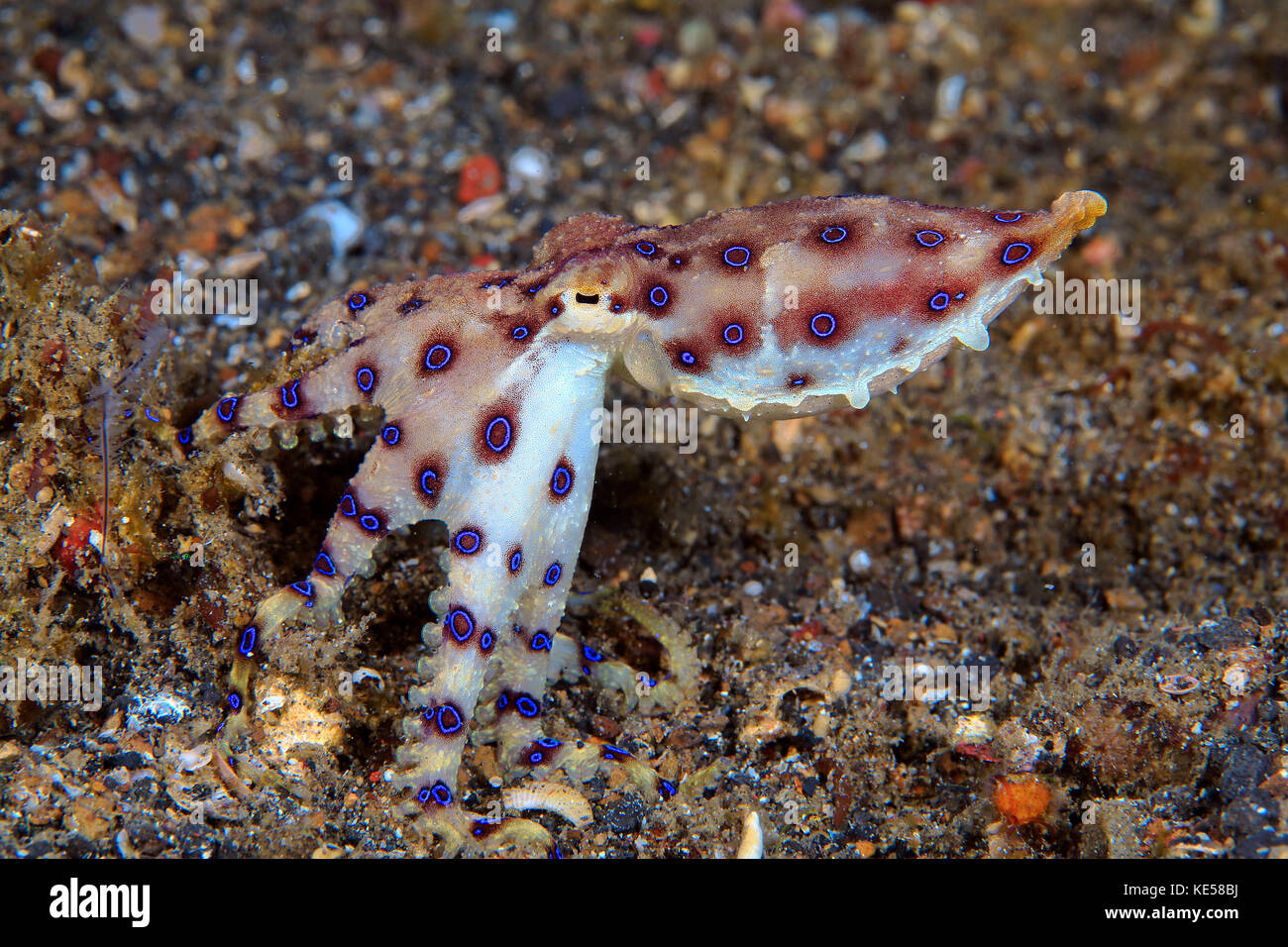 Blue-ringed Octopus (Hapalochlaena lunulata), Sabang Beach, Puerto ...