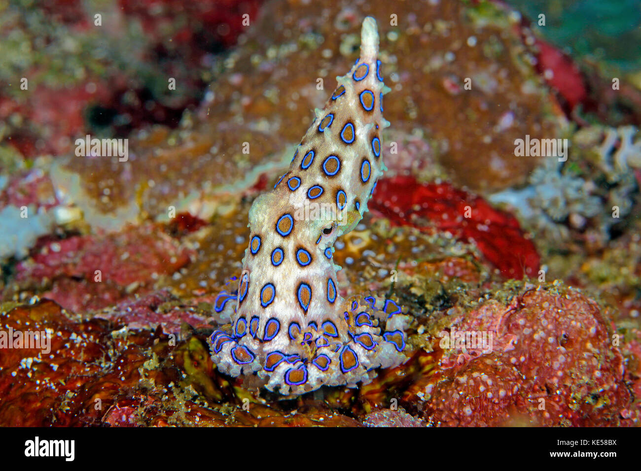 Blue-ringed Octopus (Hapalochlaena lunulata), Sabang Beach, Puerto ...