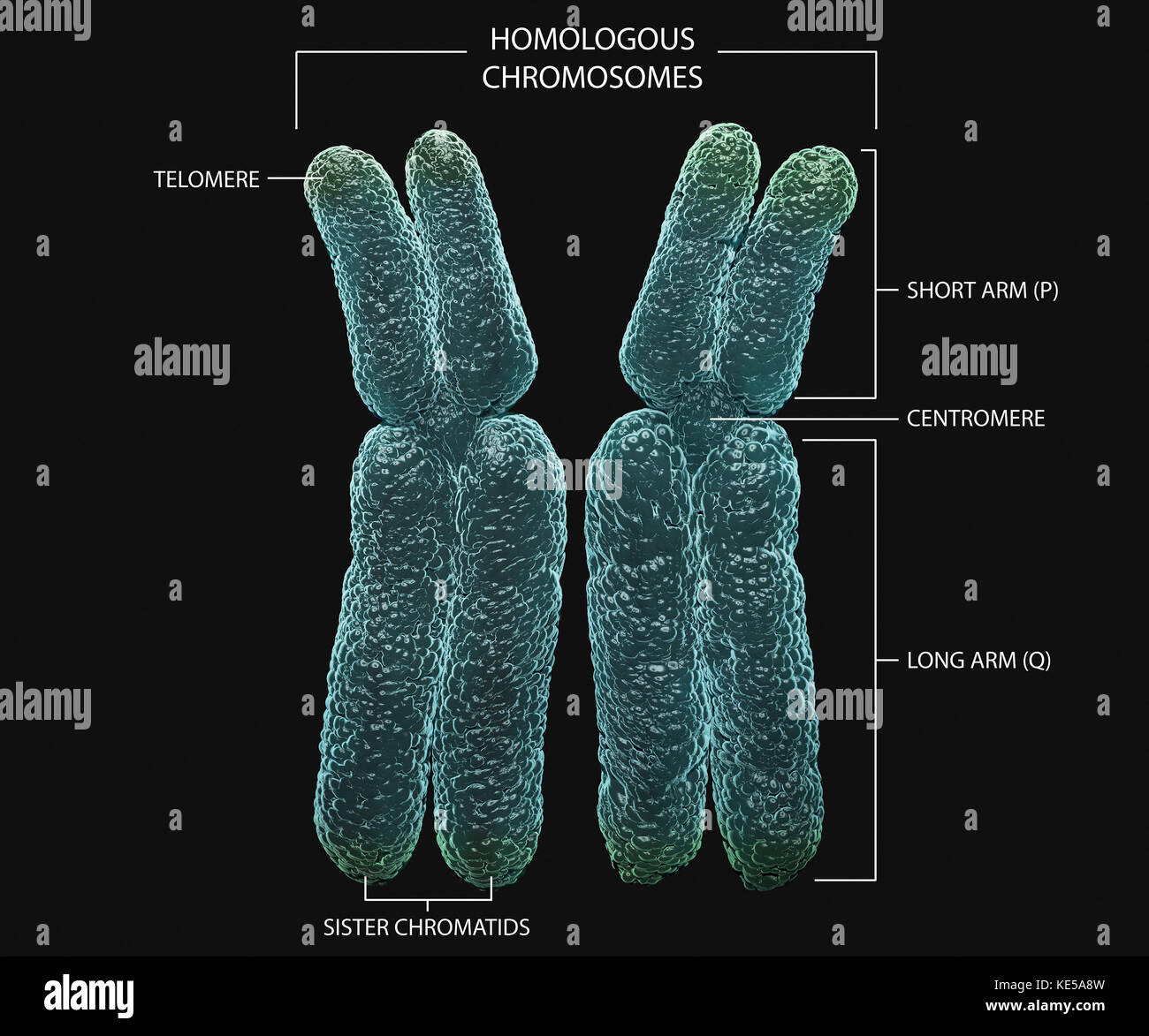 Homologous chromosome -Fotos und -Bildmaterial in hoher Auflösung – Alamy