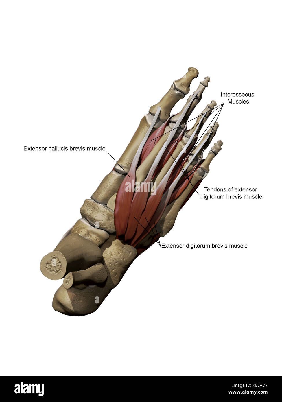 Bones And Muscles And Joints Stockfotos und -bilder Kaufen - Alamy