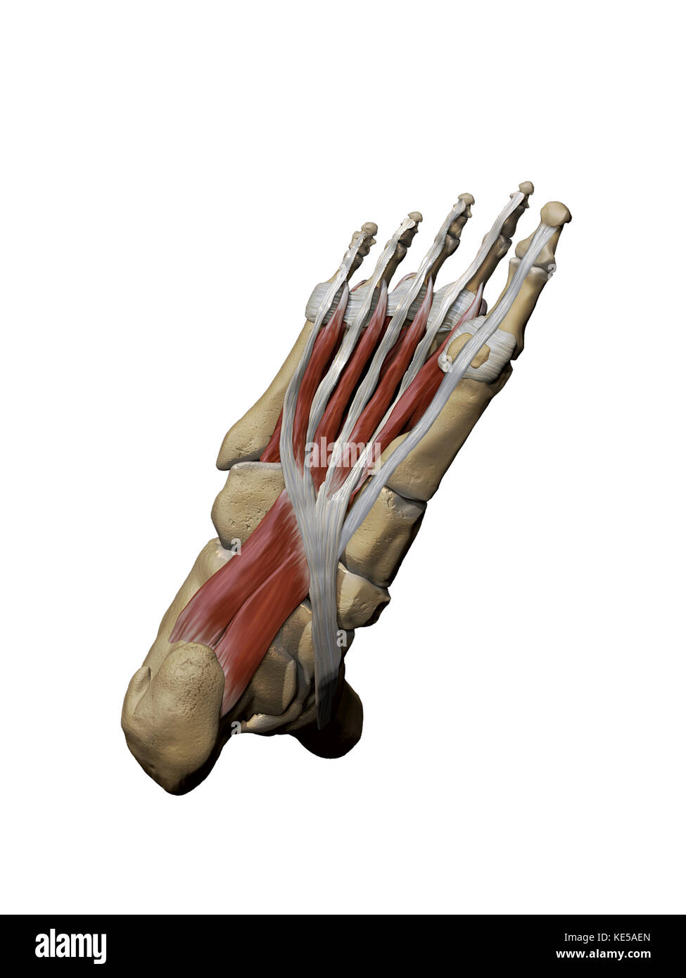 Muskel quadratus plantae -Fotos und -Bildmaterial in hoher Auflösung ...