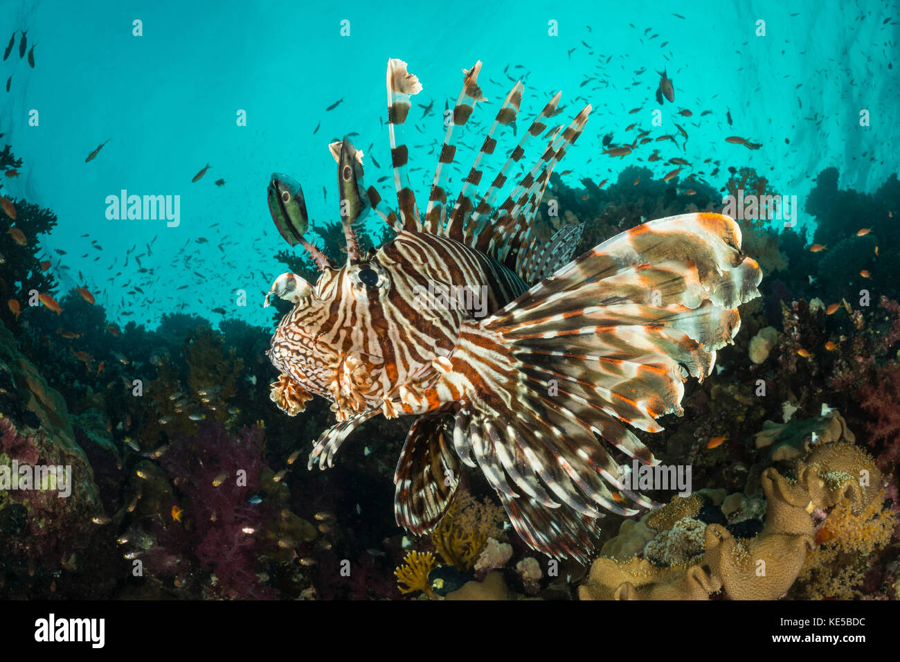 Teufel Feuerfische Pterois Meilen Stockfotos und -bilder Kaufen - Alamy