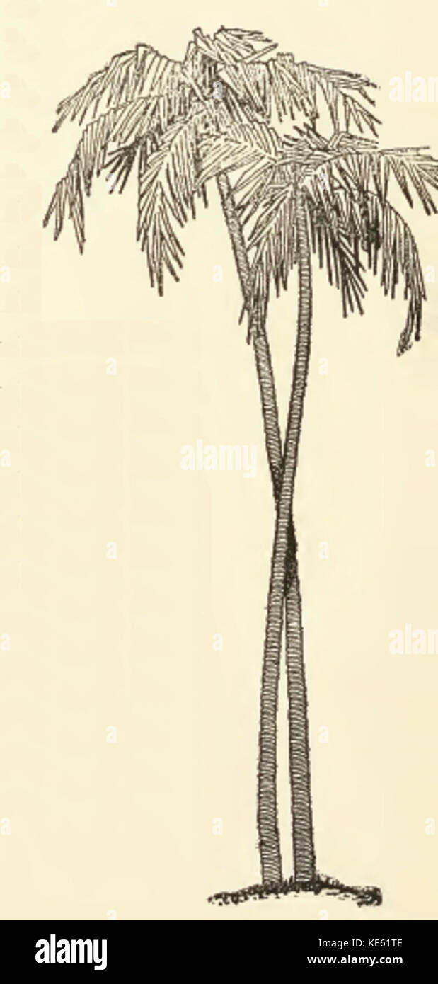 Palm tree drawing -Fotos und -Bildmaterial in hoher Auflösung – Alamy