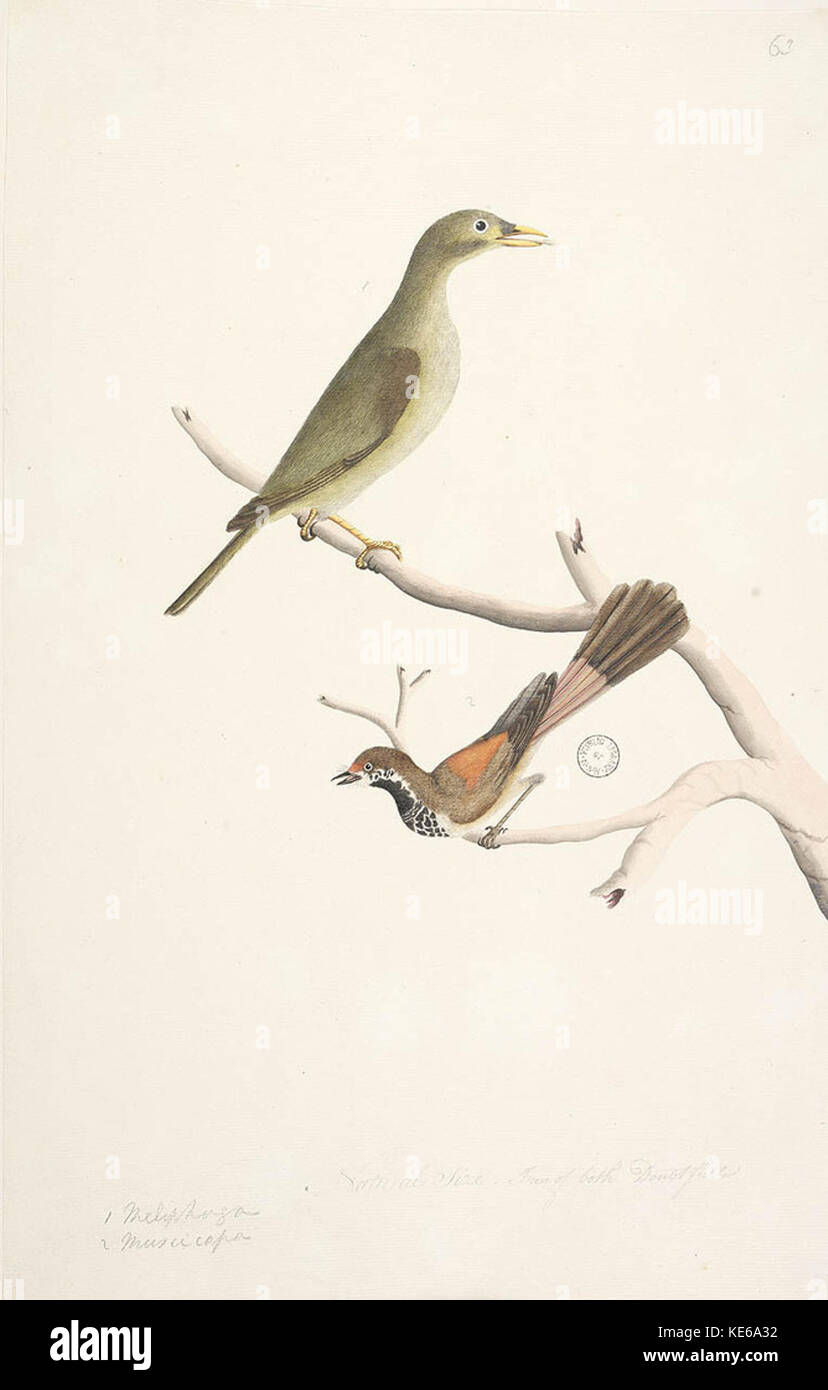 Manorina melanophrys -Fotos und -Bildmaterial in hoher Auflösung – Alamy