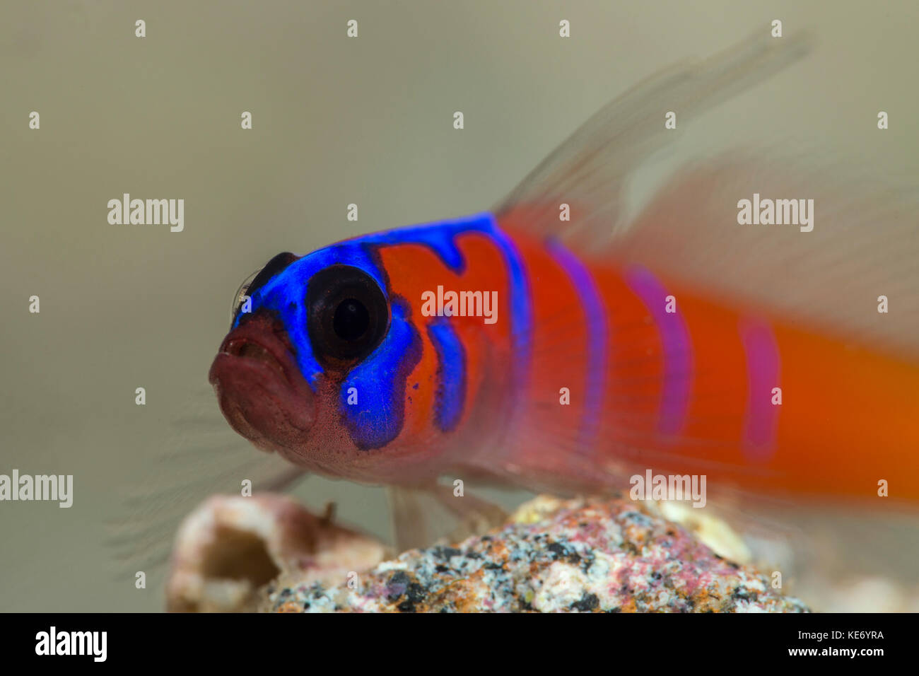 Lythrypnus dalii -Fotos und -Bildmaterial in hoher Auflösung – Alamy