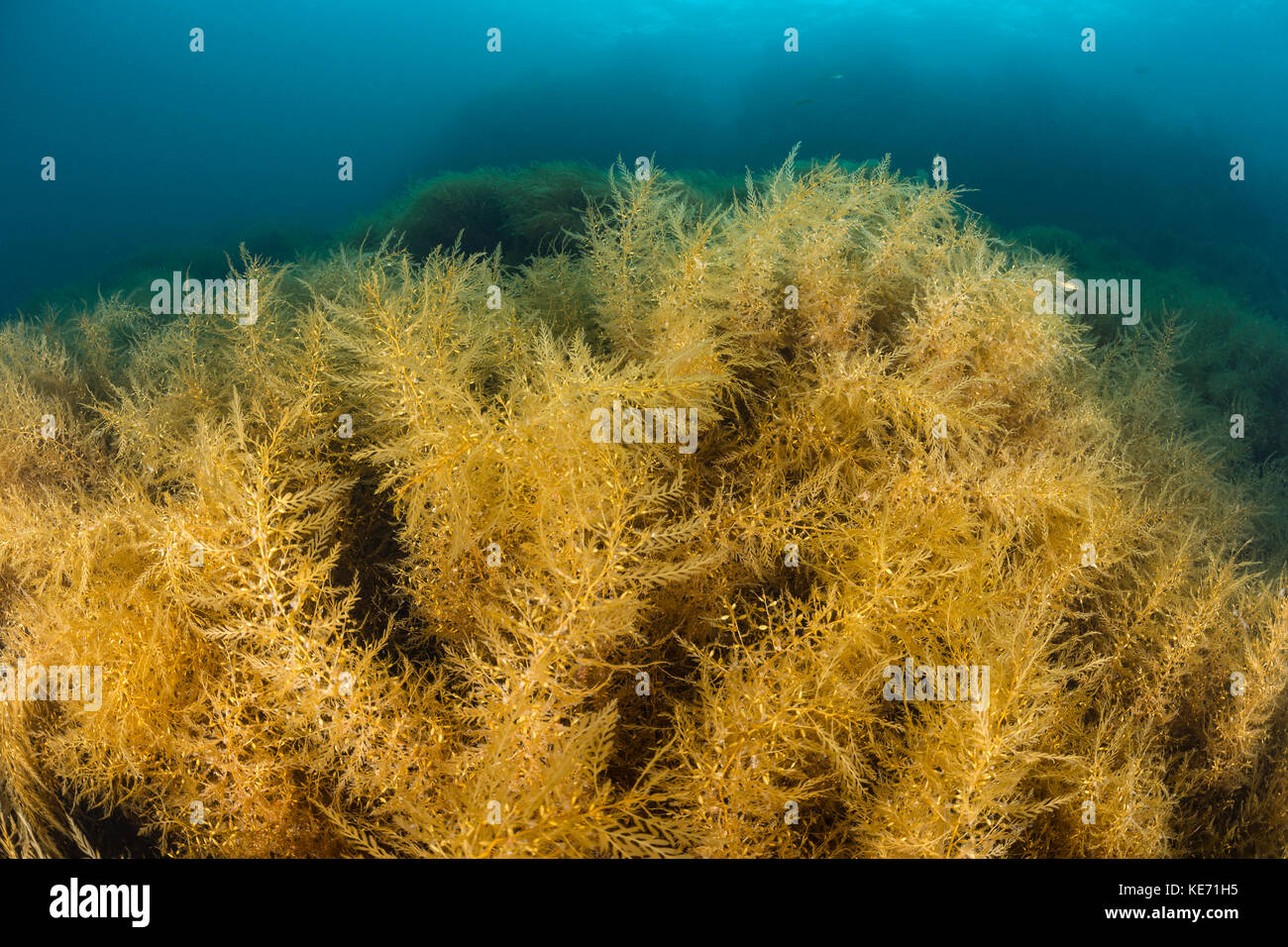 Marine algen -Fotos und -Bildmaterial in hoher Auflösung – Alamy