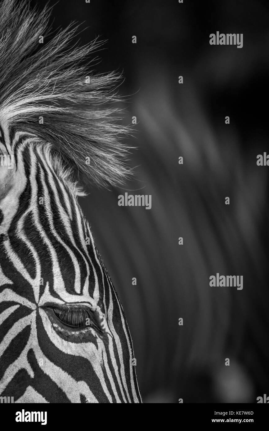 Zebra Auge Stockfotos und -bilder Kaufen - Alamy