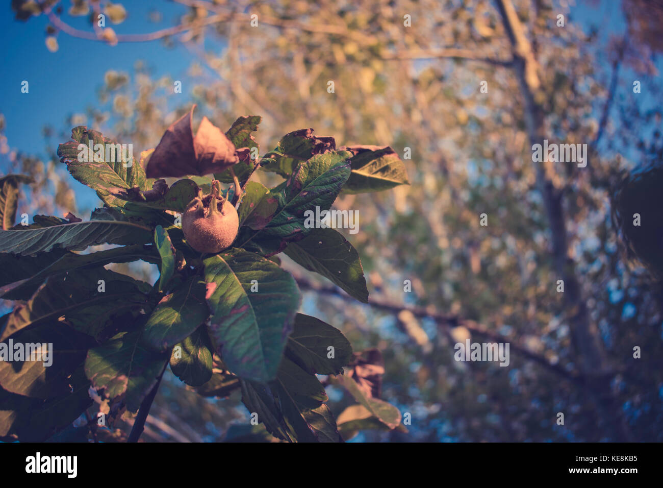 Germanische mispel -Fotos und -Bildmaterial in hoher Auflösung – Alamy
