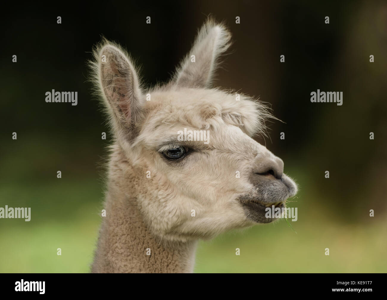 Dummes lama -Fotos und -Bildmaterial in hoher Auflösung – Alamy