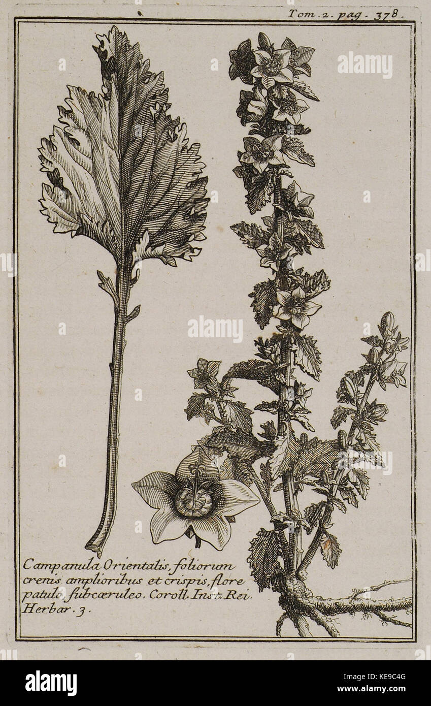 Campanula Orientalis, Foliorum Crenis Amplioribus et Crispis, Flore ...