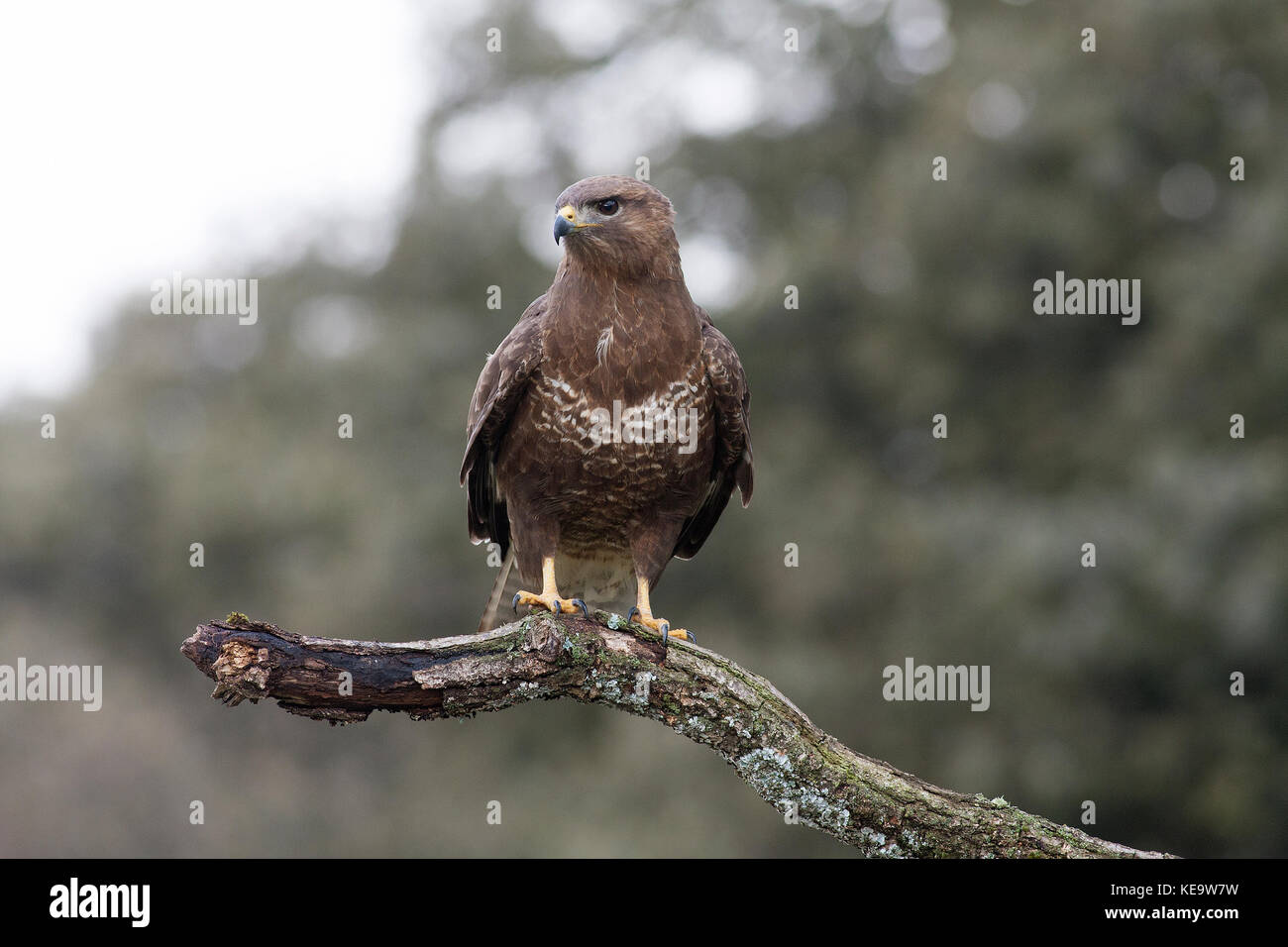Bussard stehend -Fotos und -Bildmaterial in hoher Auflösung – Alamy
