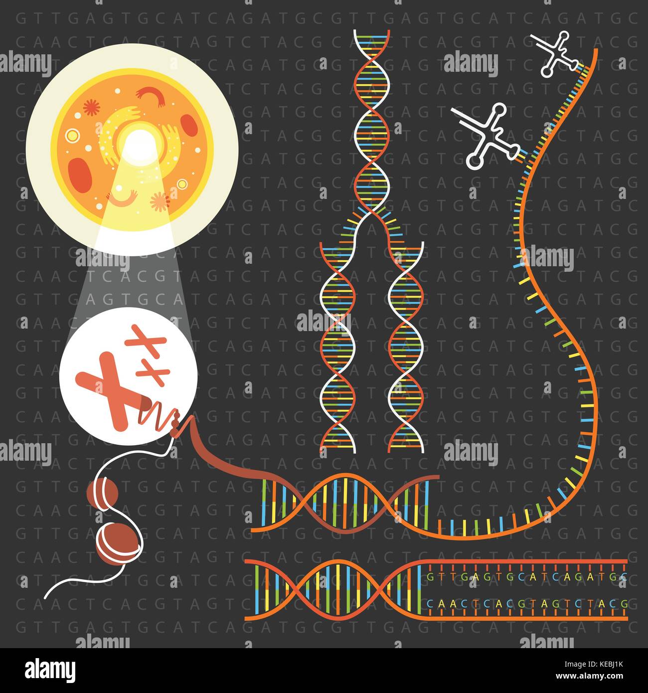Genetik DNA-Struktur und Chromosomen Stock-Vektorgrafik - Alamy