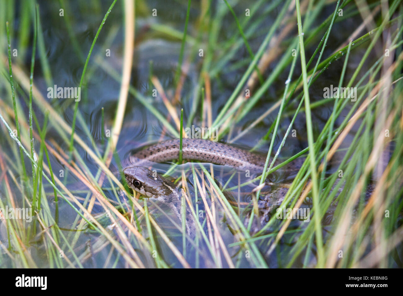 Terrestrial snake -Fotos und -Bildmaterial in hoher Auflösung – Alamy