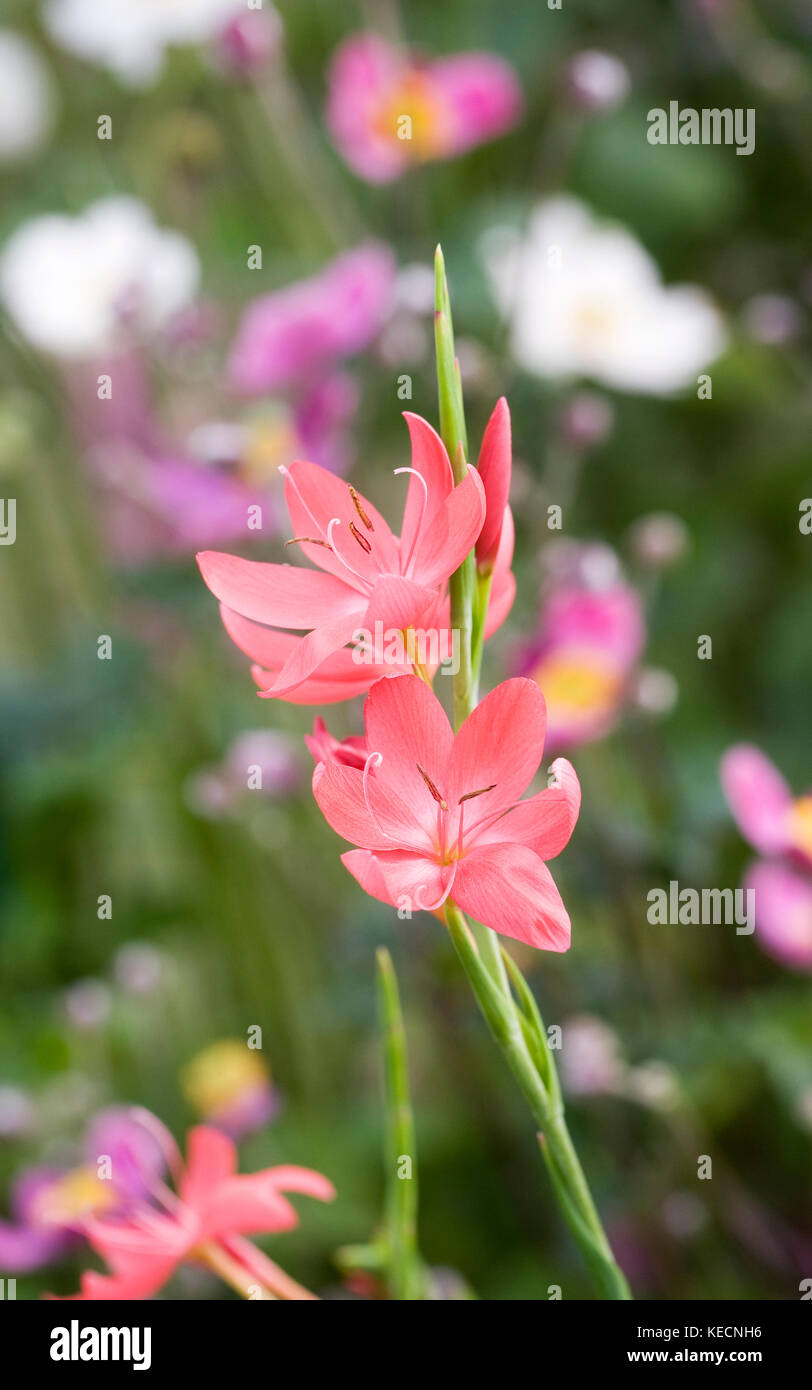 Hesperantha coccinea oregon sonnenuntergang -Fotos und -Bildmaterial in ...