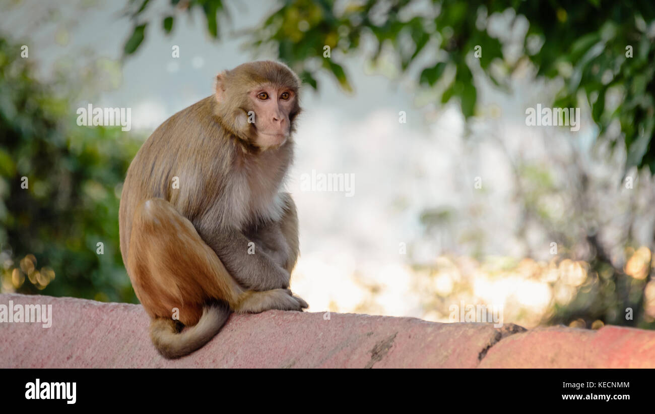 Tempel kathmandu -Fotos und -Bildmaterial in hoher Auflösung – Alamy